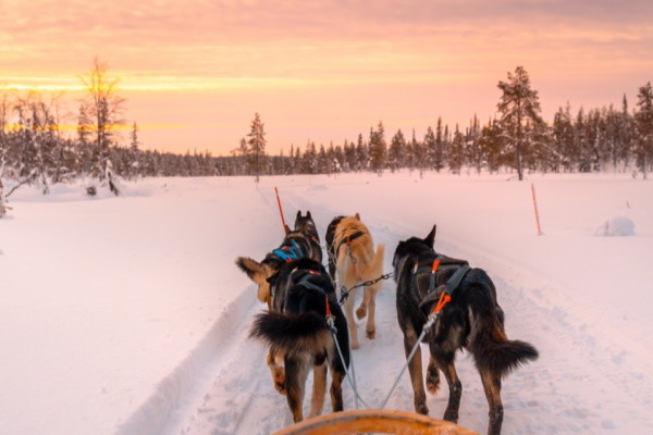Hôtel Séjour Activités "Evasion en Laponie" Hôtel Merihovi Kemi Finlande